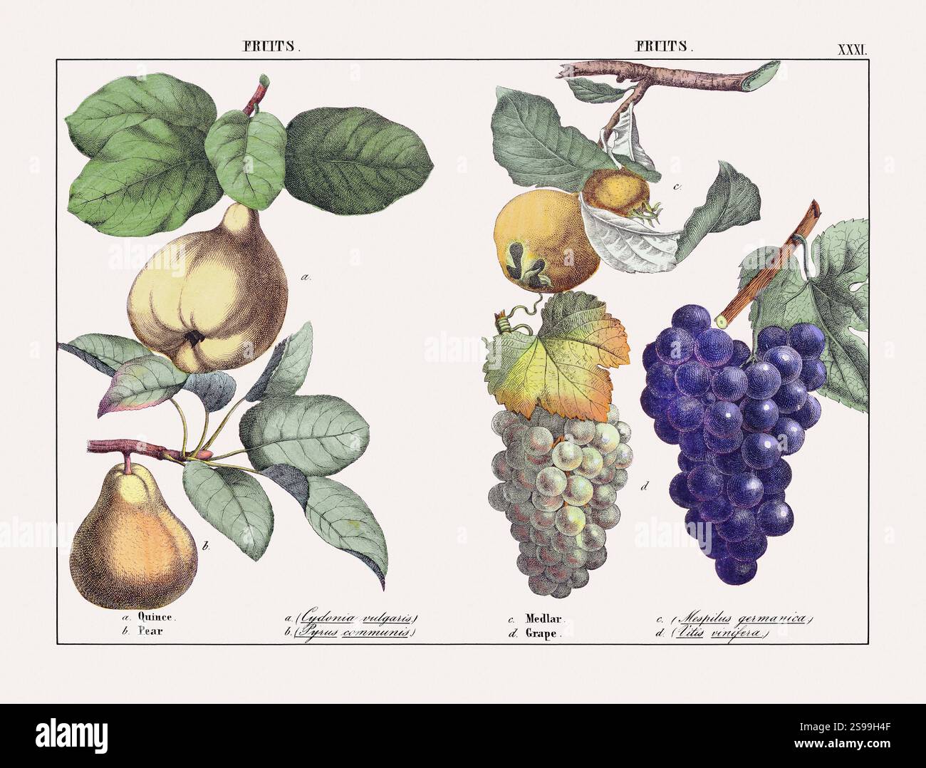 Antique botanical illustration. Detailed hand-colored engraving of ...