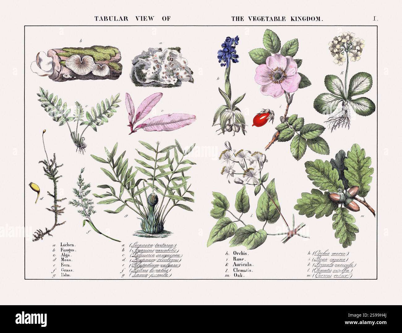 Antique botanical illustration. Detailed hand-colored engraving from a ...