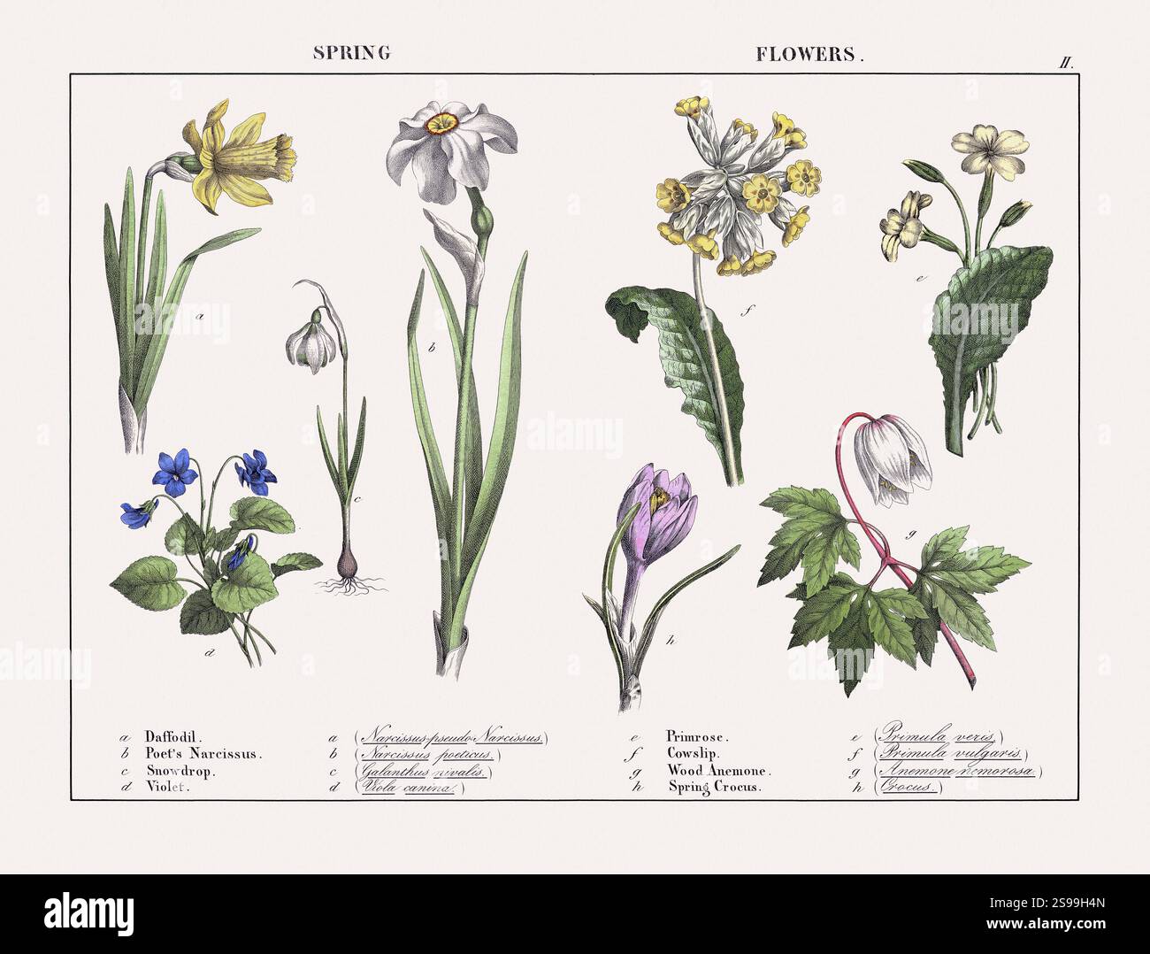 Antique botanical illustration. Detailed hand-colored engraving of ...