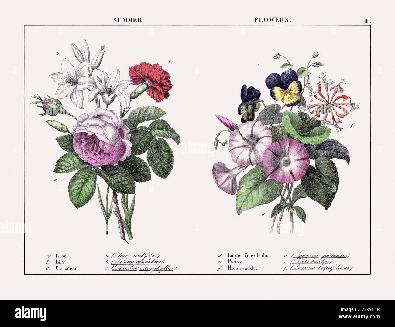 Antique botanical illustration. Detailed hand-colored engraving of ...