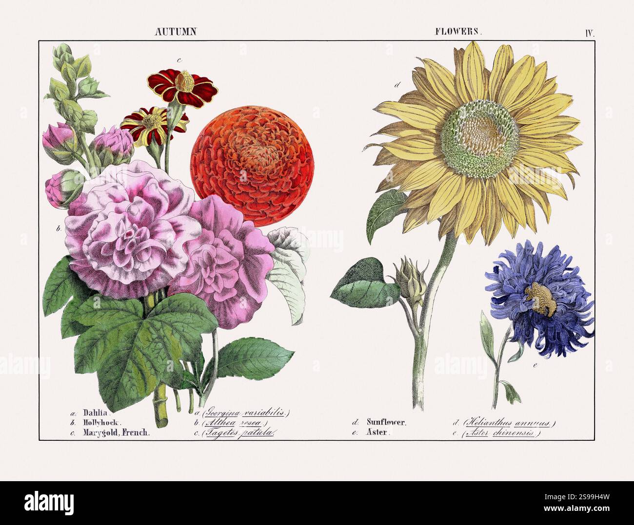 Antique botanical illustration. Detailed hand-colored engraving of ...