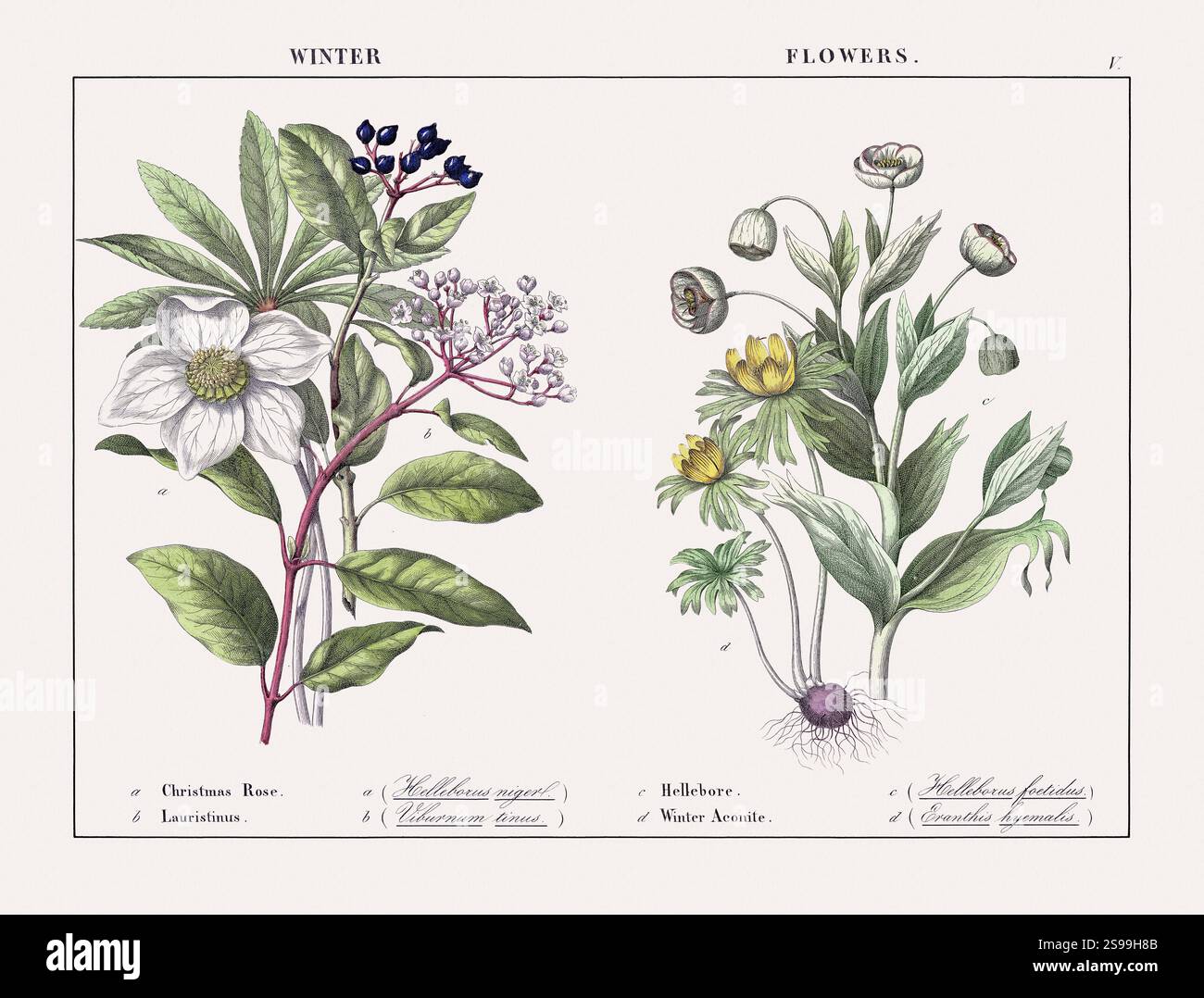 Antique botanical illustration. Detailed hand-colored engraving of ...