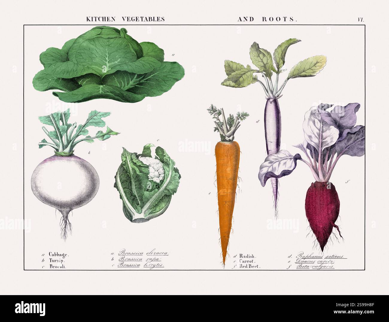 Antique botanical illustration. Detailed hand-colored engraving of ...