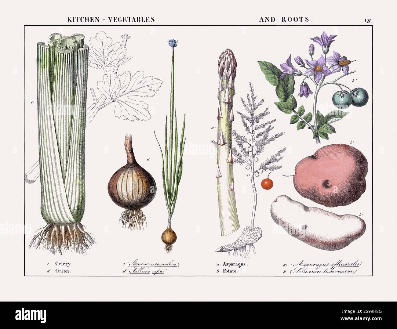 Antique botanical illustration. Detailed hand-colored engraving of ...