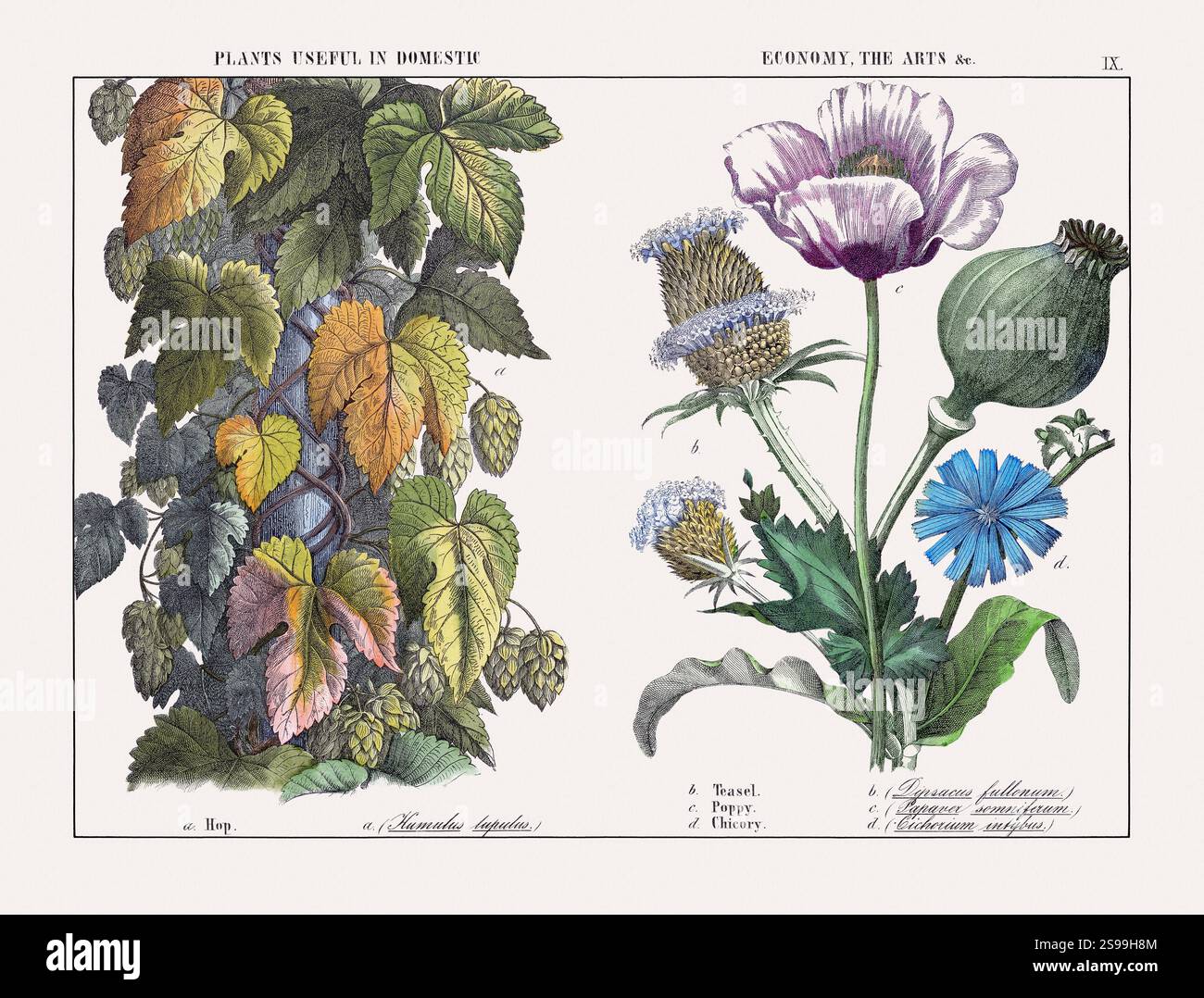 Antique botanical illustration. Detailed hand-colored engraving of ...