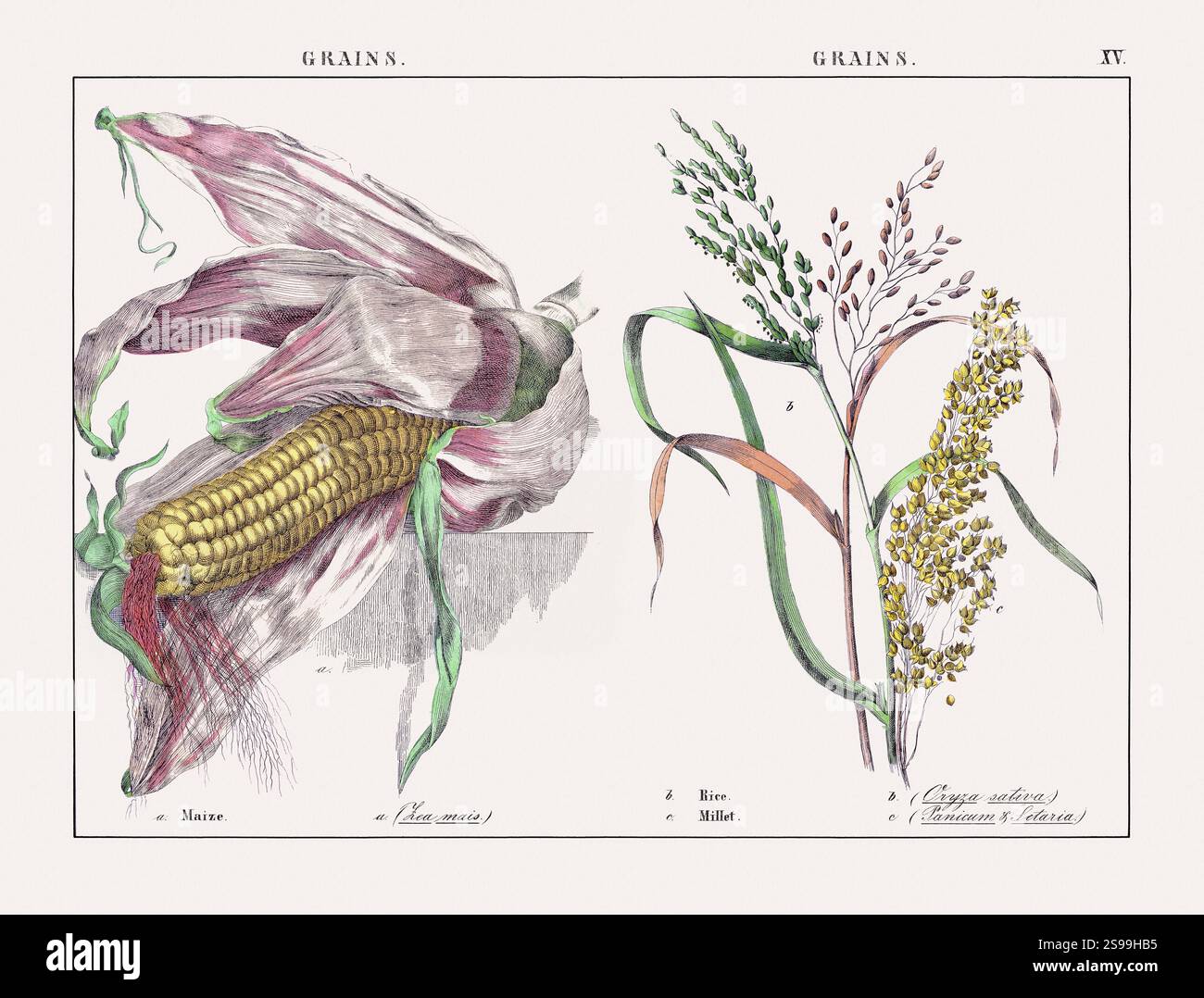 Antique botanical illustration. Detailed hand-colored engraving of ...