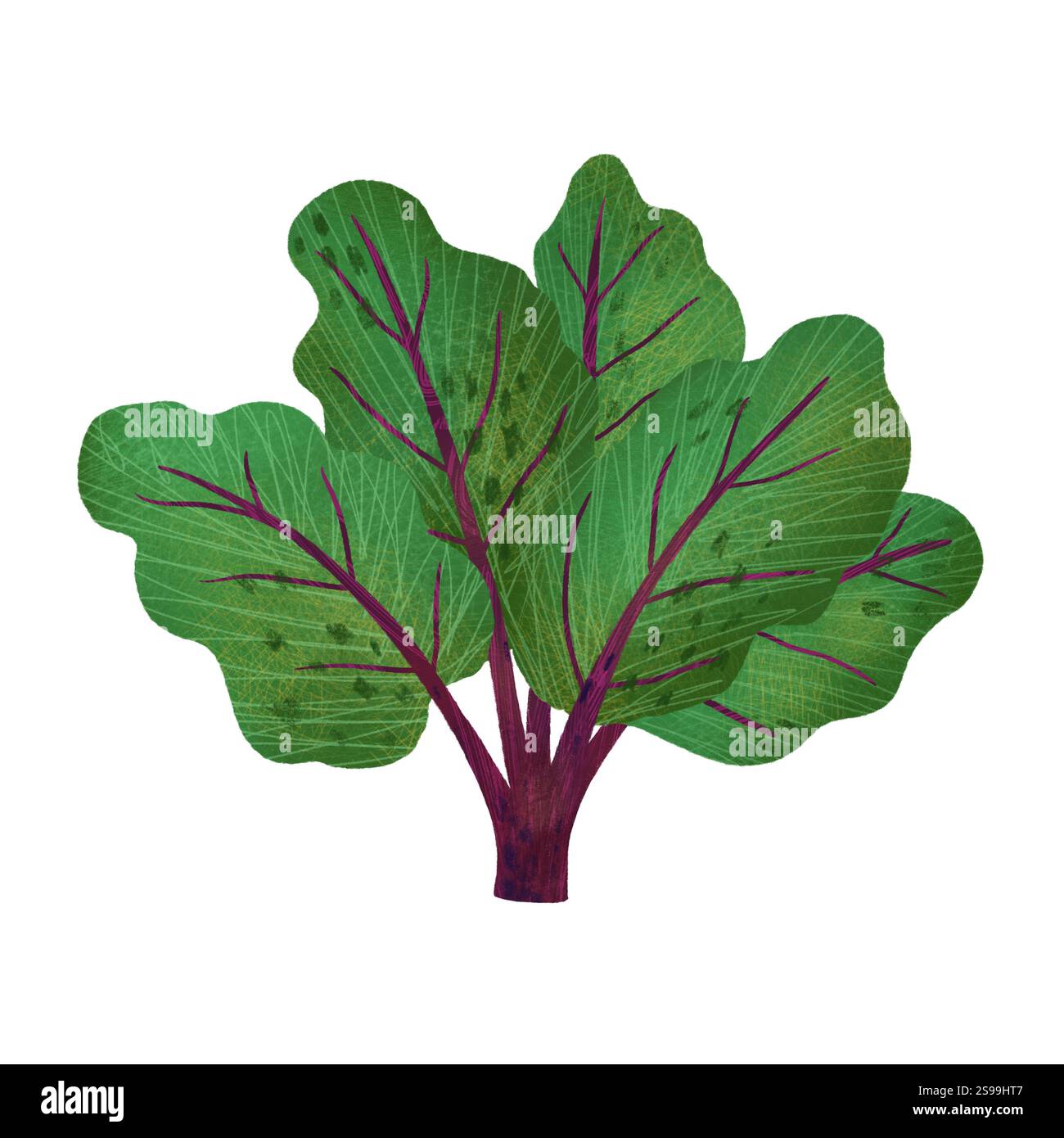 Beetroot leaves, handmade digital illustration, highlighted on a white ...