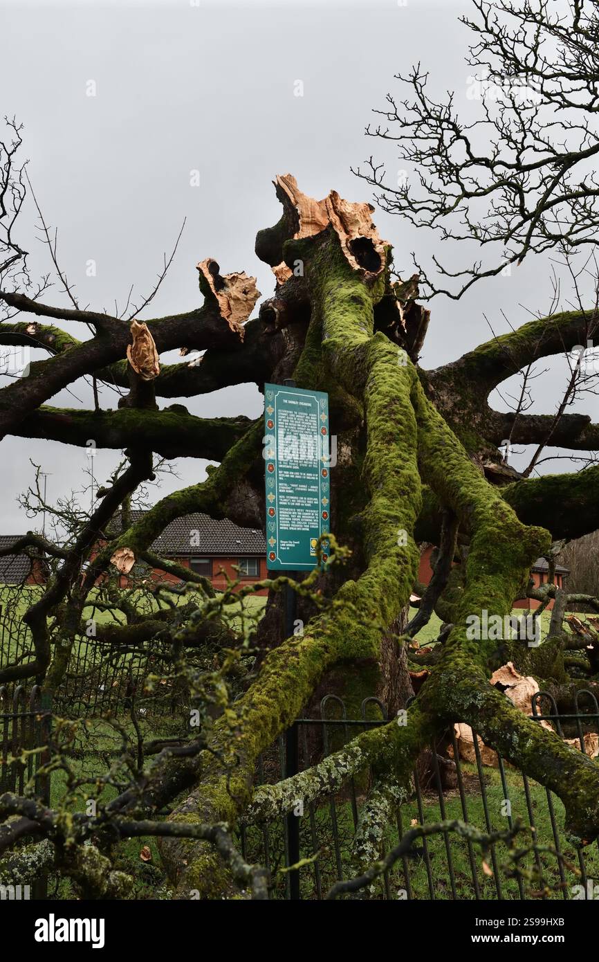 25th, January, 2025. Glasgow Scotland, UK. Weather. Storm Eowyn caused ...