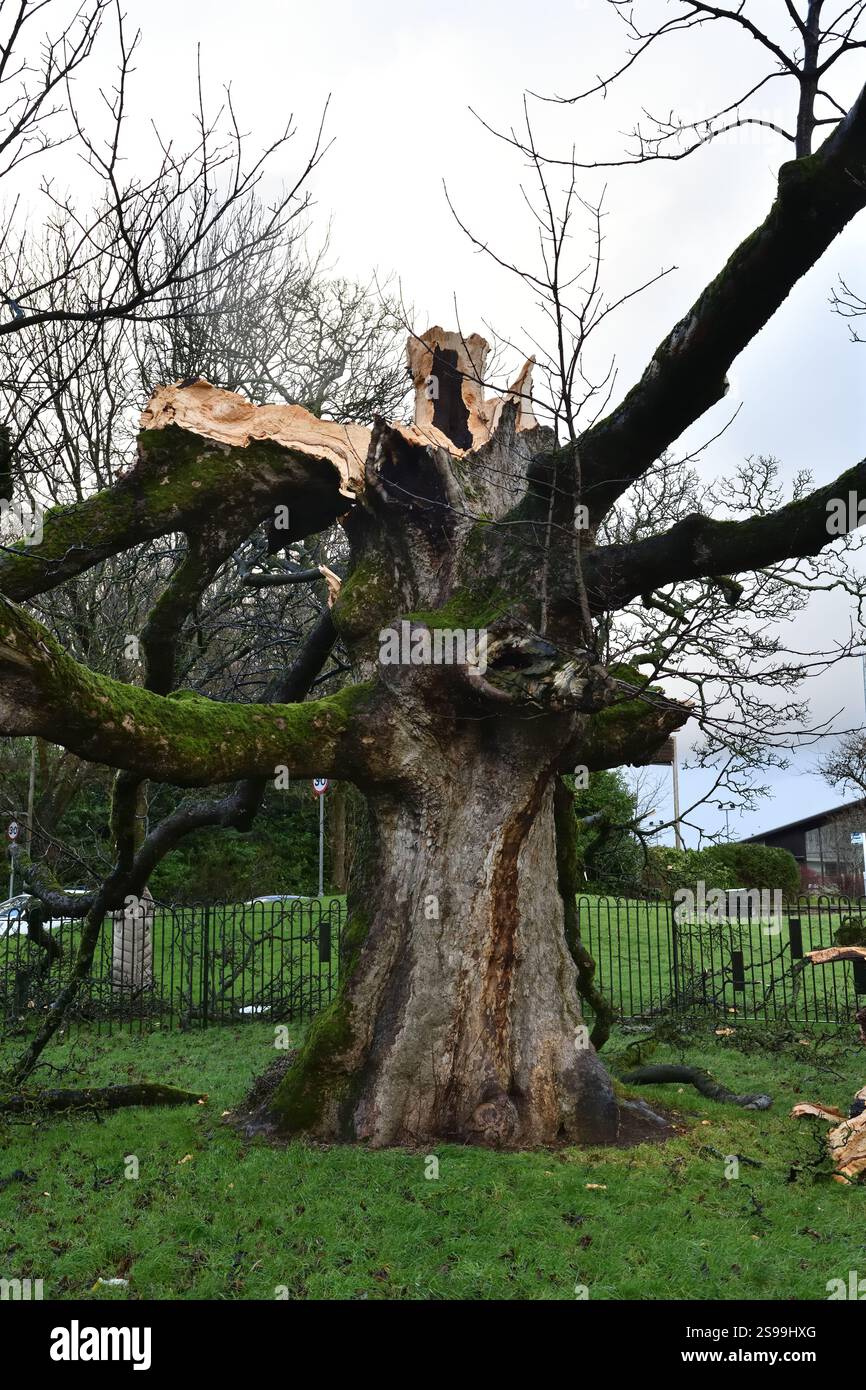 25th, January, 2025. Glasgow Scotland, UK. Weather. Storm Eowyn caused ...
