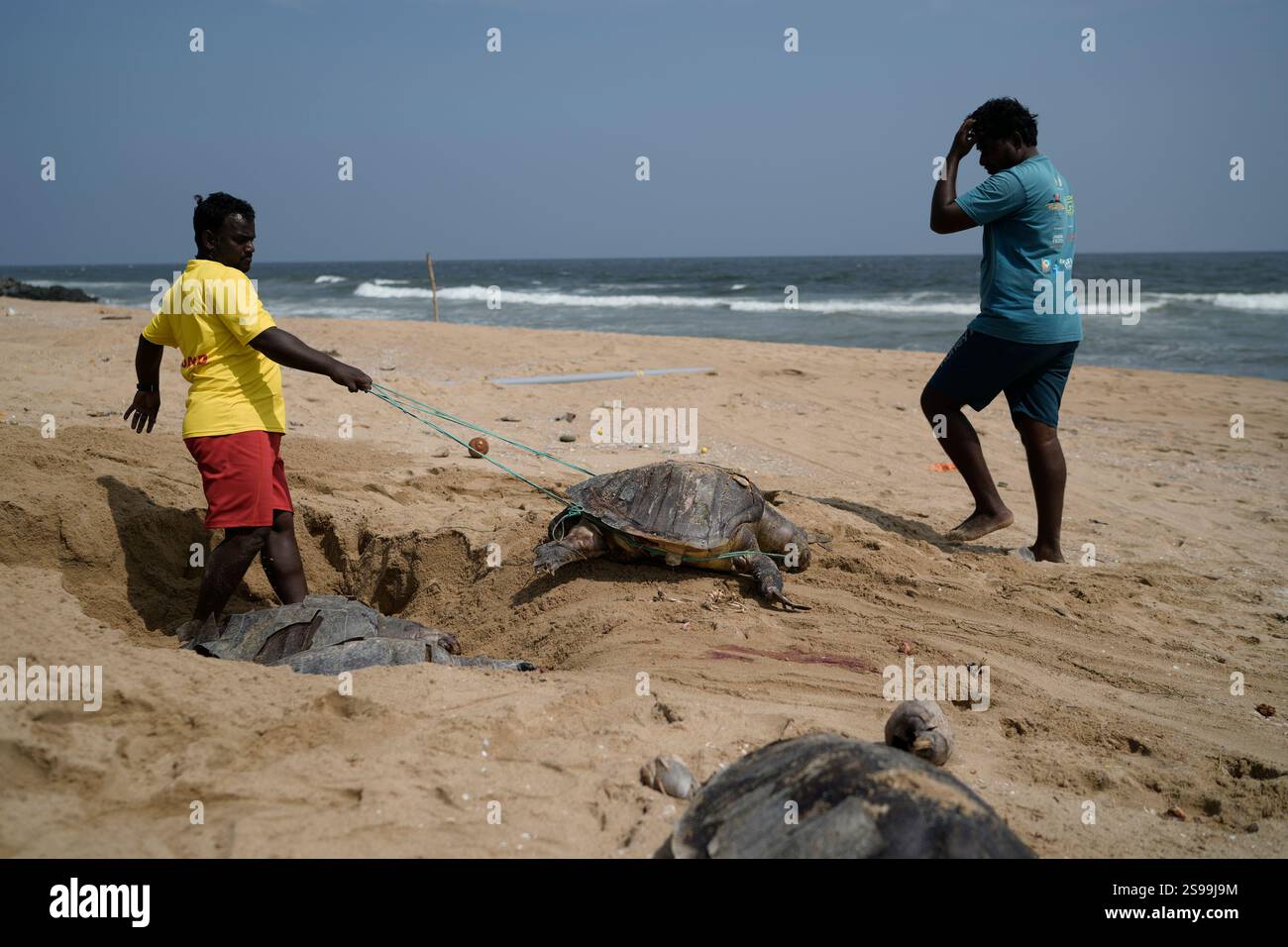 A volunteer buries a carcass of an endangered olive ridley sea turtle ...