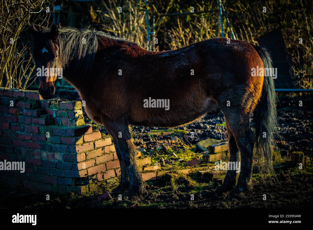 Side view of a brown stallion Stock Photo - Alamy