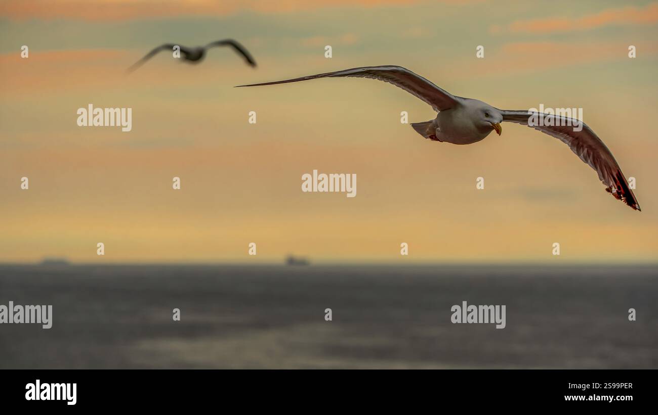 Seagulls in flight over ocean hi-res stock photography and images - Alamy