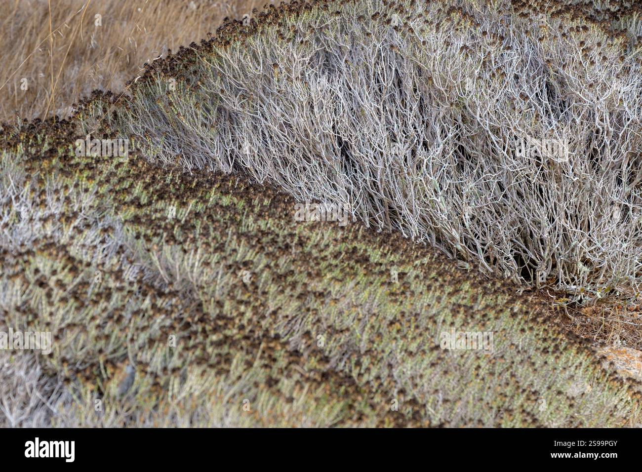 Mediterranean shrub vegetation, Cape Barbary, Formentera, Balearic ...