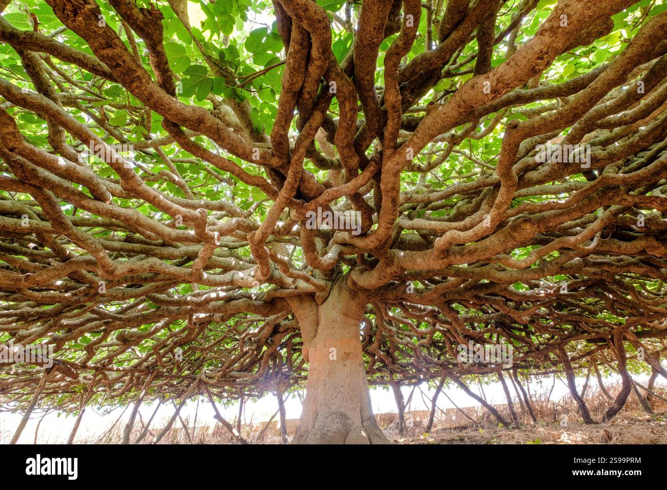 Centenary fig tree in Can Toni Mestre, listed as a unique tree ...