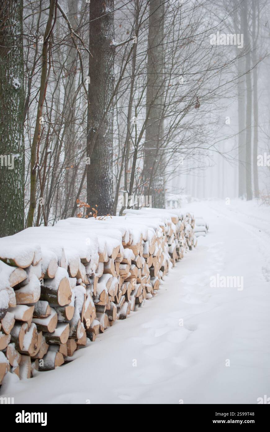 Snowy Forest Scene with Stacked Firewood in Eastern Europe Stock Photo ...