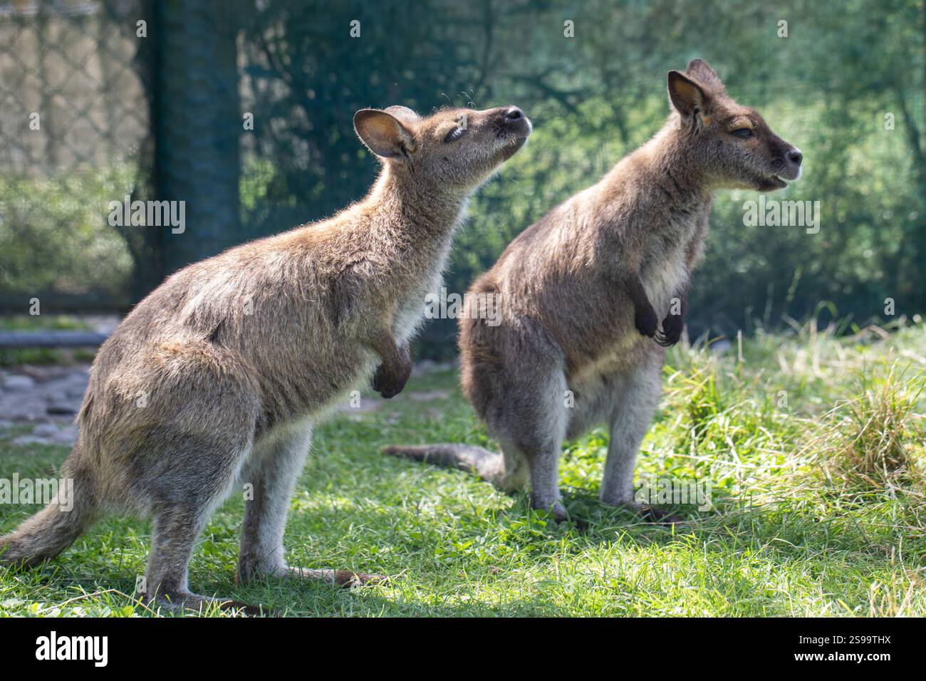 Cute fluffy wallaby in the park. Marsupial mammals. Australia Stock ...