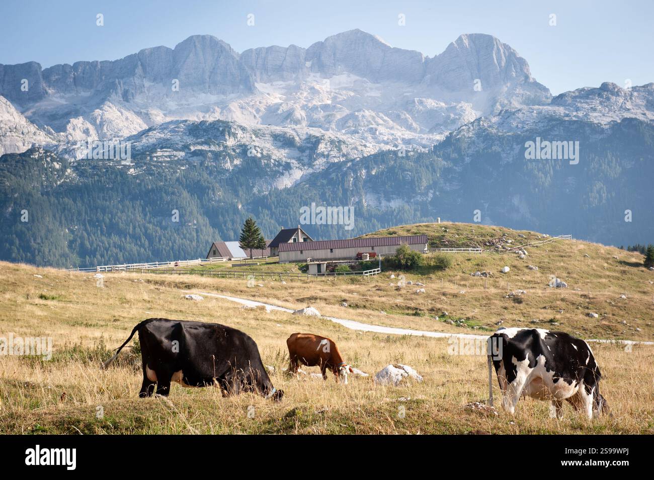 Cattle Grazing Near Mountain Buildings in Julian Alps, Italy Stock ...