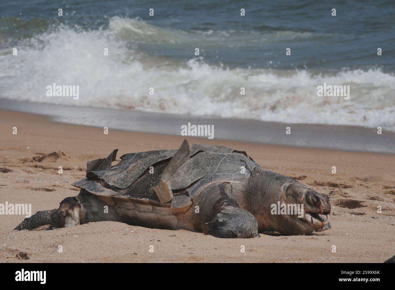 A carcass of an endangered olive ridley sea turtle is washed ashore on ...