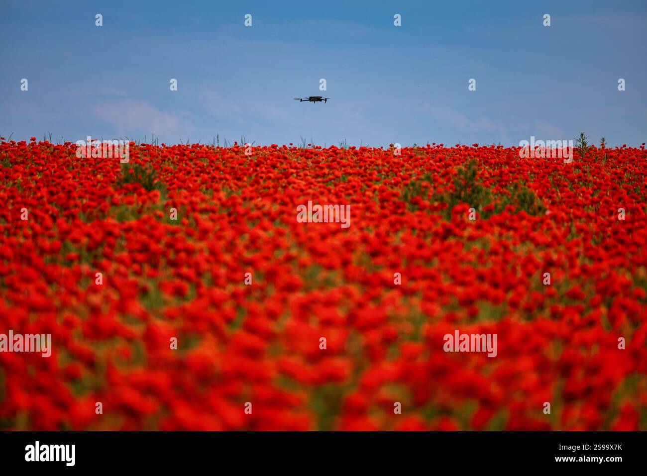 Aerial view of vibrant poppy field with red flowers under a serene sky ...