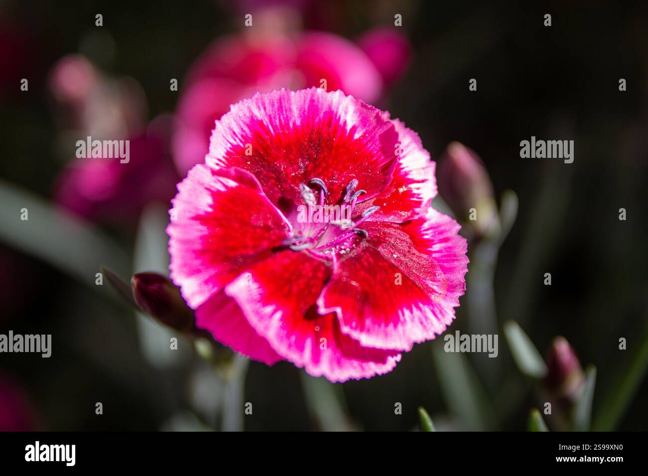Vibrant pink Dianthus caryophyllus flowers display their intricate ...