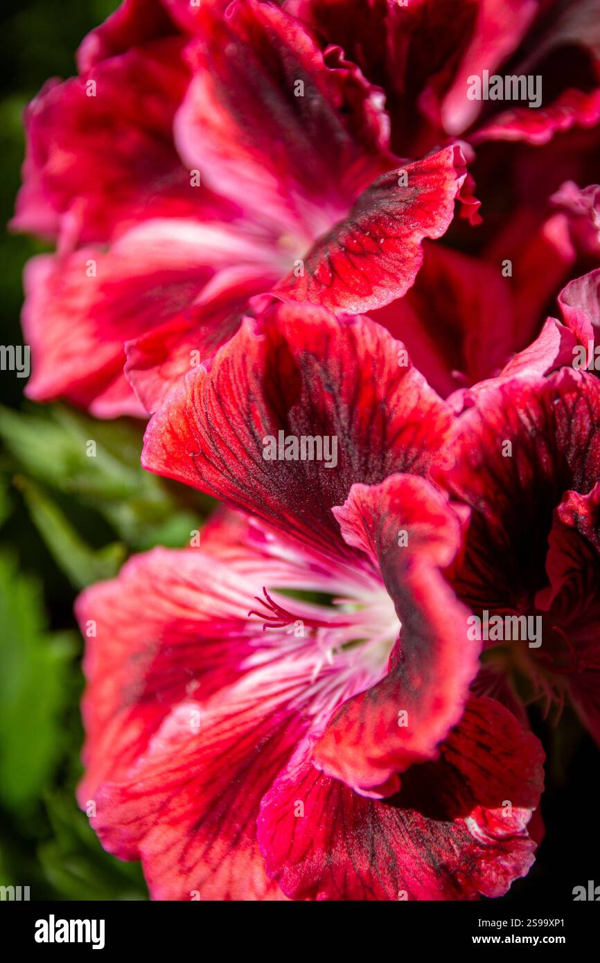 A close up on a bright red Pelargonium domesticum blooms in a lush ...