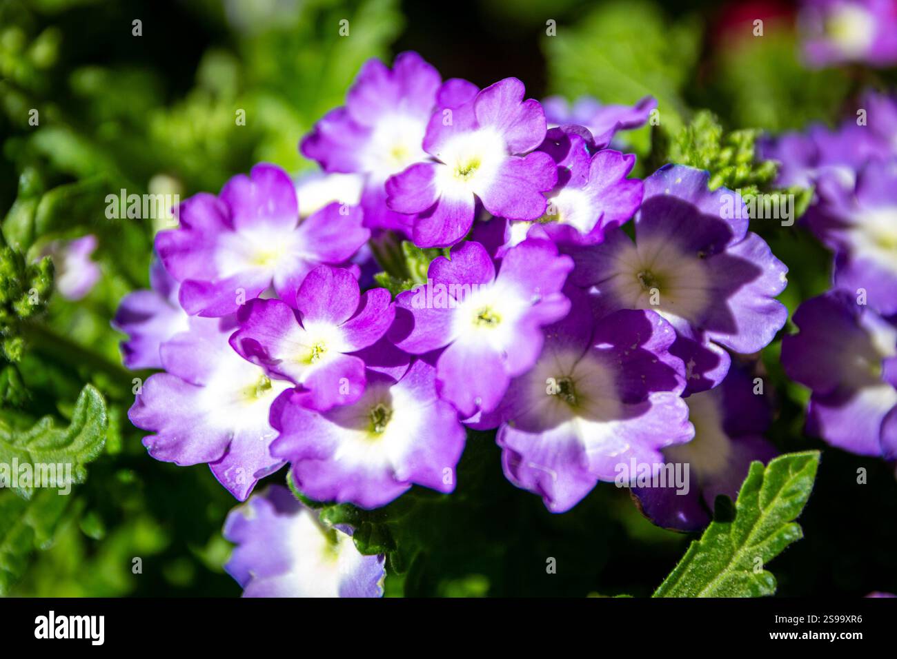 Bright clusters of Glandularia hybrida flowers bloom, showcasing deep ...