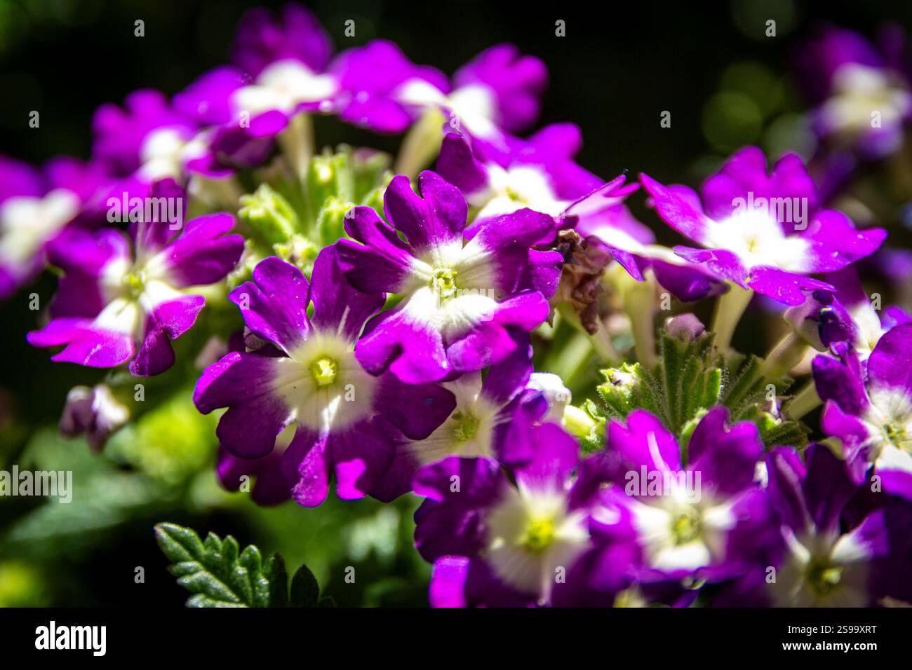 Bright clusters of Glandularia hybrida flowers bloom, showcasing deep ...
