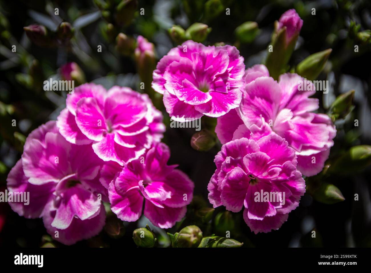 Vibrant pink Dianthus caryophyllus flowers display their intricate ...