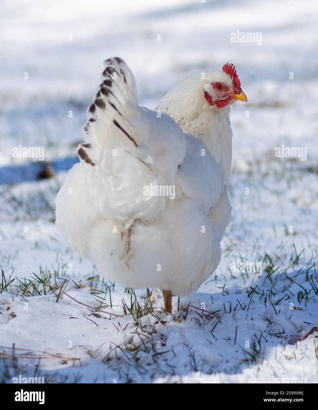White Delaware chicken hen free ranging across a snowy pasture proudly ...