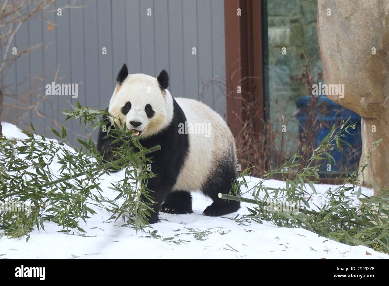 (250125) -- WASHINGTON, Jan. 25, 2025 (Xinhua) -- Giant panda Bao Li eats bamboo at the ...
