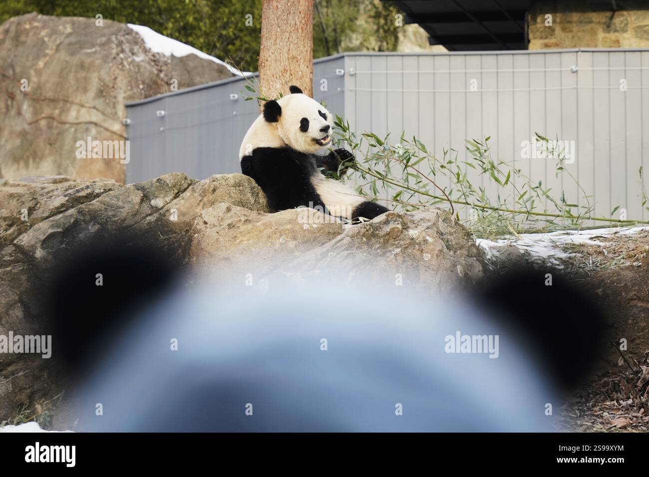(250125) -- WASHINGTON, Jan. 25, 2025 (Xinhua) -- Giant panda Bao Li eats bamboo at the ...