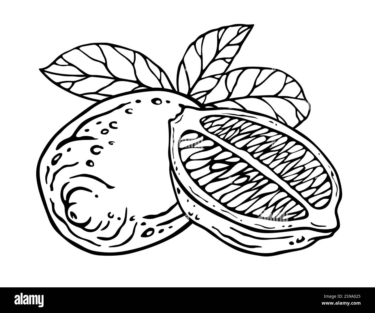 Lemon. Black and white composition with whole fruit it's half and ...