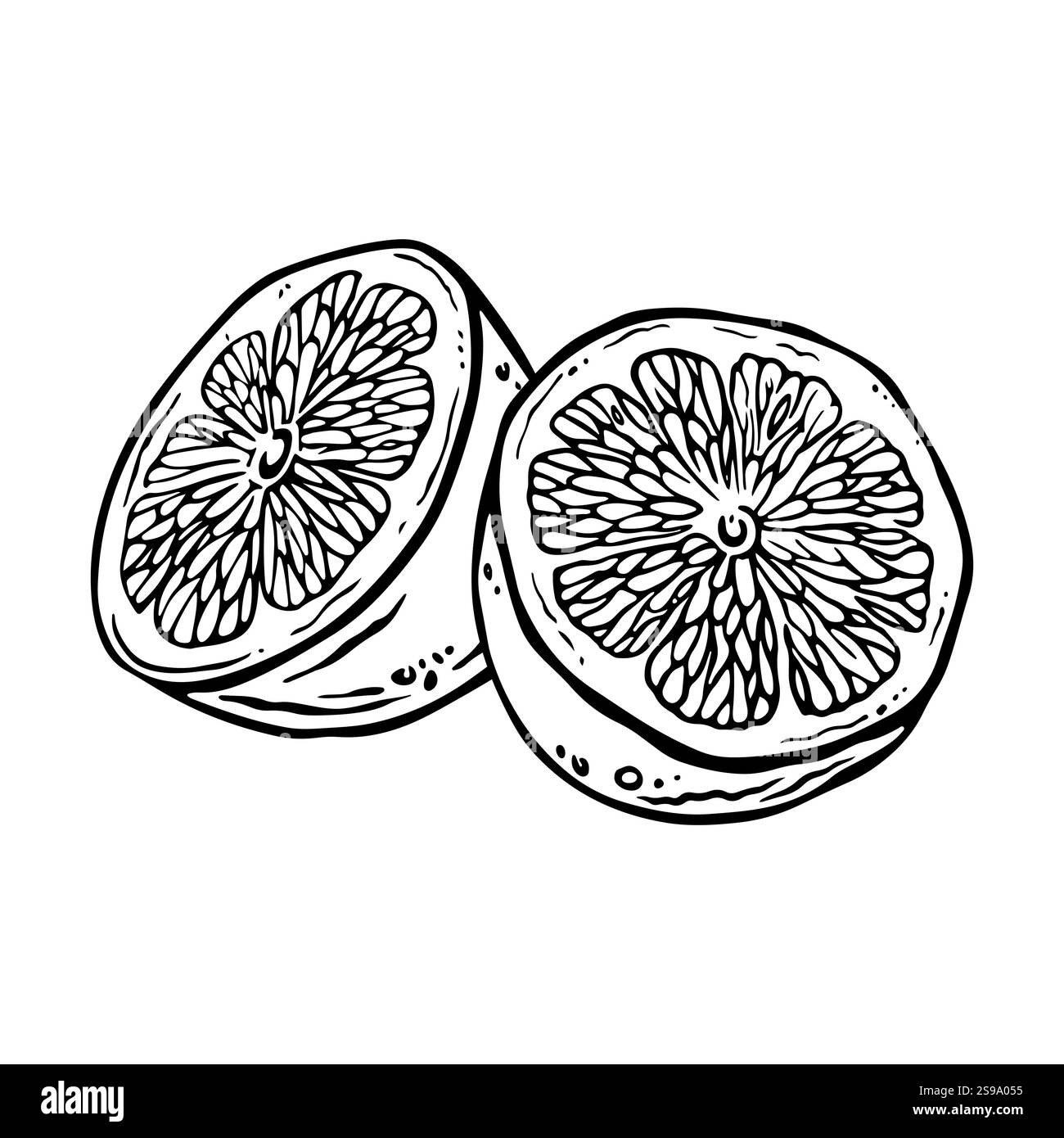 Lemon or lime halves. Free hand ink outline drawing of citrus fruit in ...