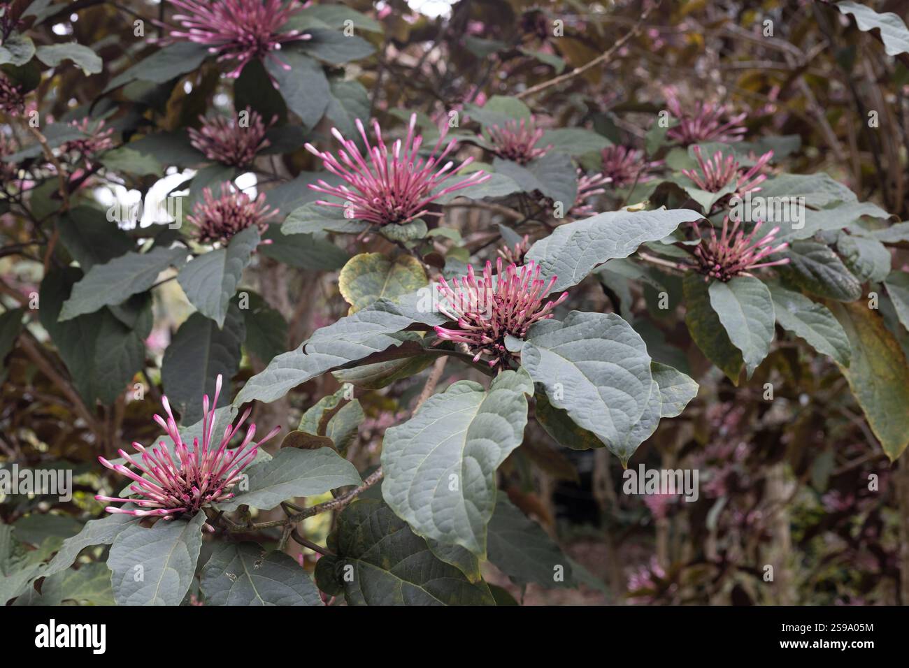 Clerodendrum quadriloculare - shooting star plant Stock Photo - Alamy