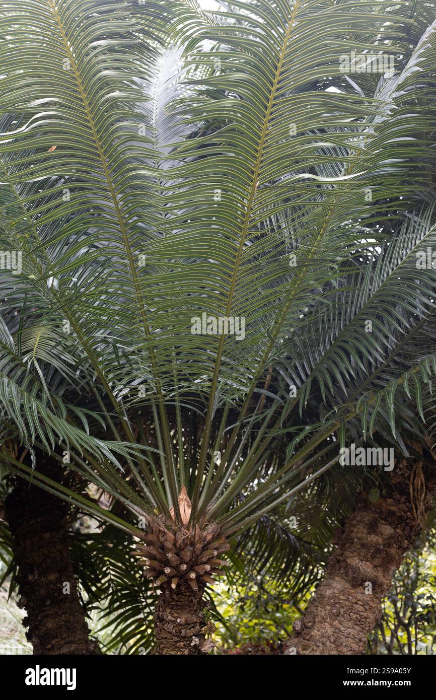 Cycas circinalis hi-res stock photography and images - Alamy