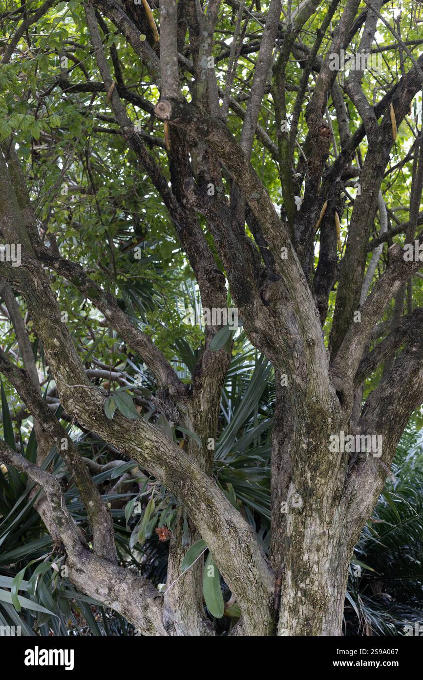 Parmentiera cereifera - candle tree Stock Photo - Alamy