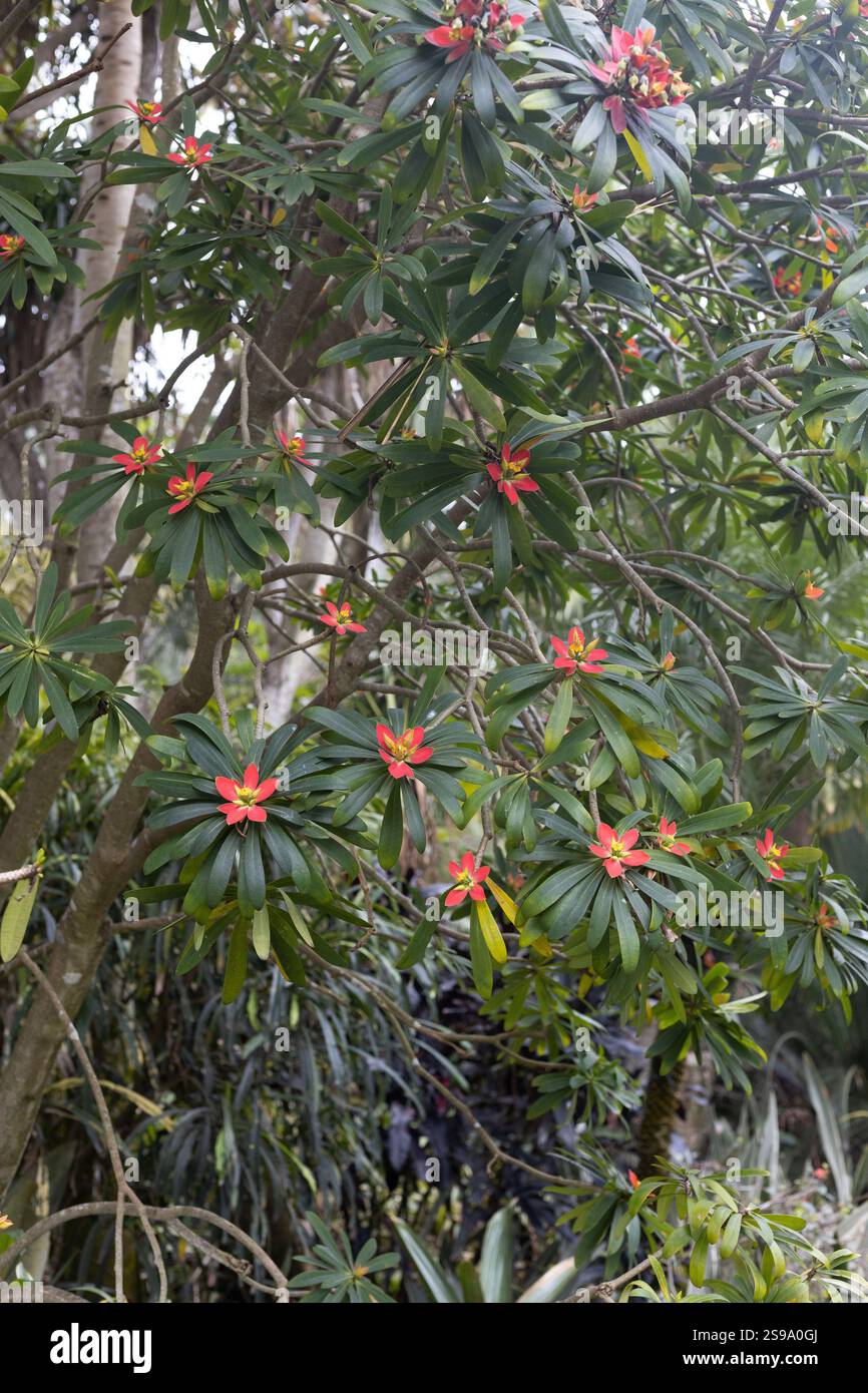 Euphorbia punicea - Jamaican poinsettia Stock Photo - Alamy