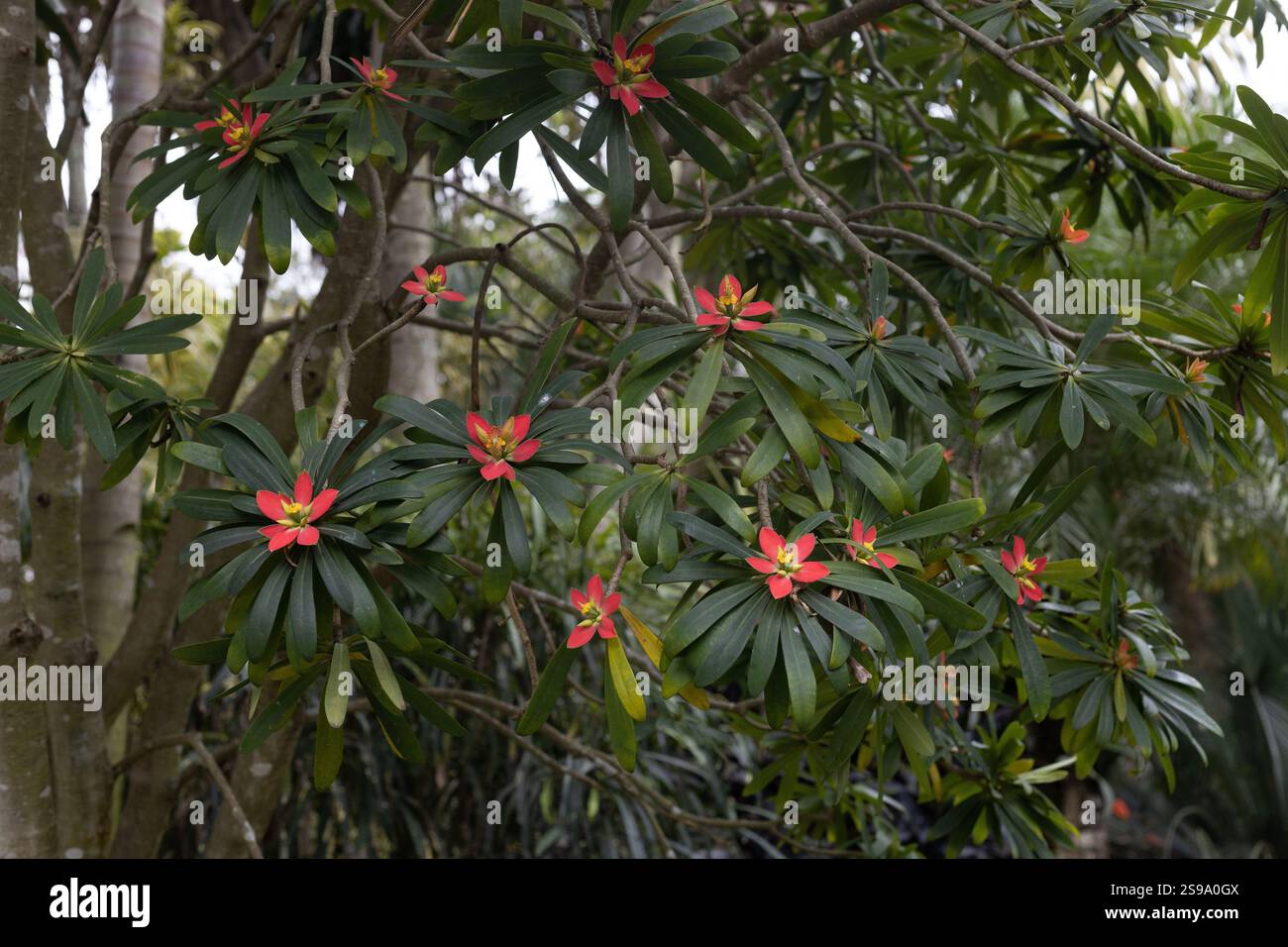 Euphorbia punicea - Jamaican poinsettia Stock Photo - Alamy