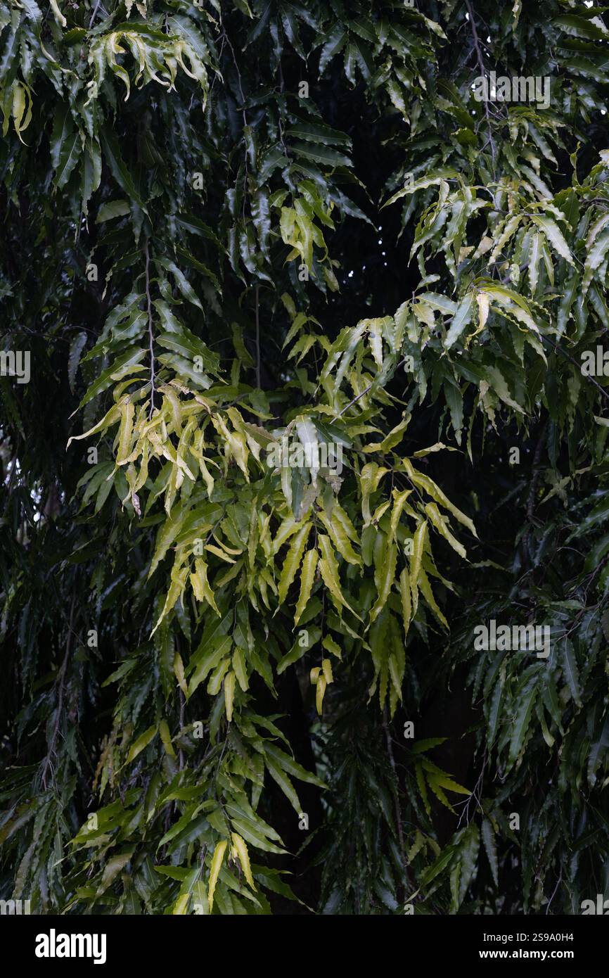 Monoon longifolium - Indian mast tree Stock Photo - Alamy