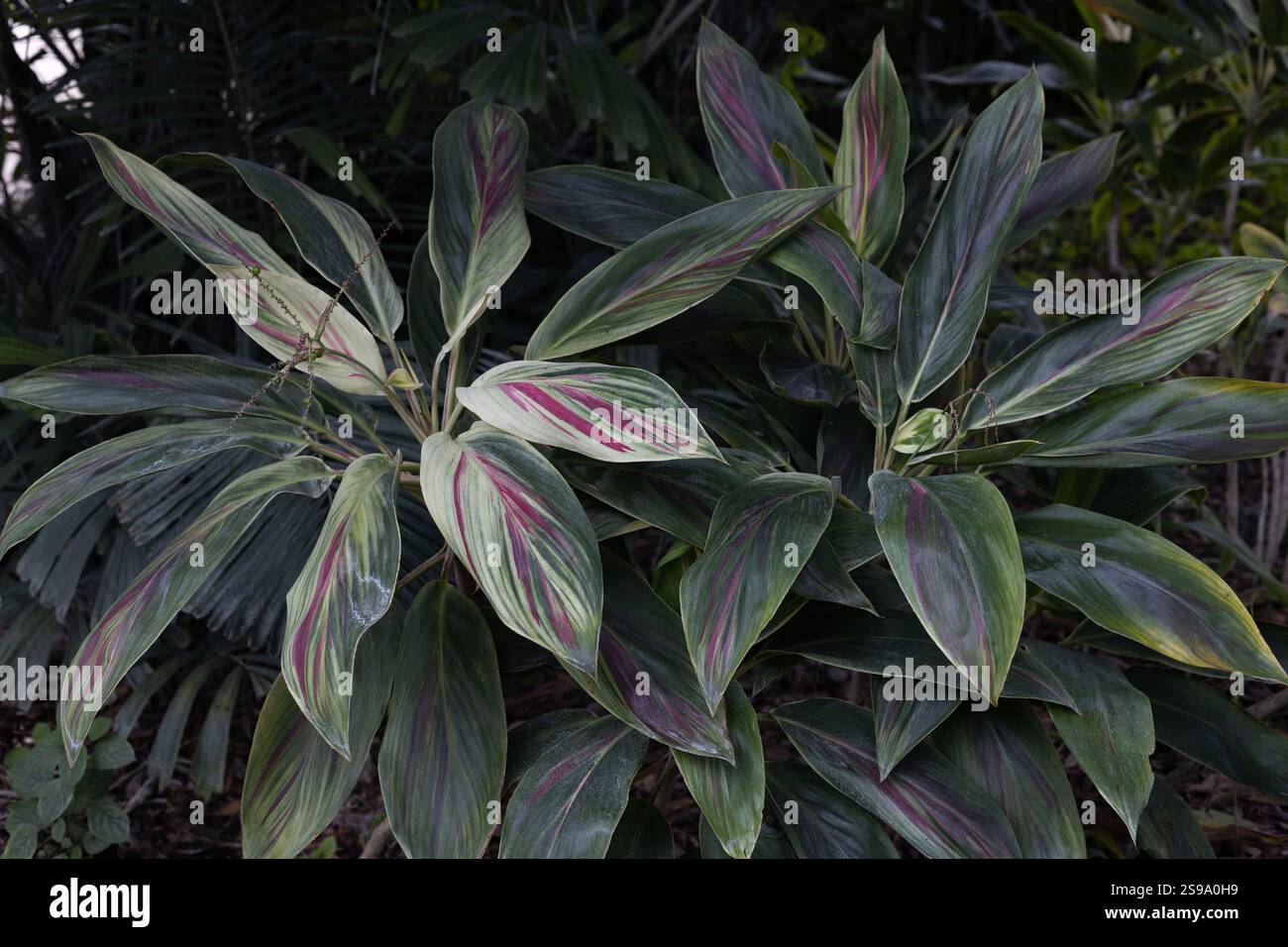 Cordyline fruticosa 'Exotica' 'Ti plant' Stock Photo - Alamy