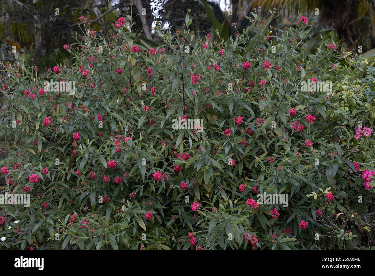 Rondeletia leucophylla - Panama Rose bush Stock Photo - Alamy