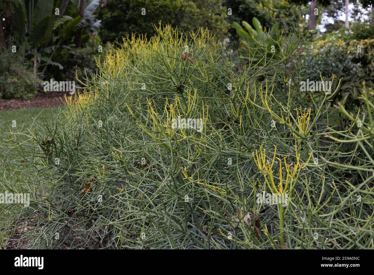Euphorbia tirucalli - 'sticks of fire' firesticks pencil plant Stock ...