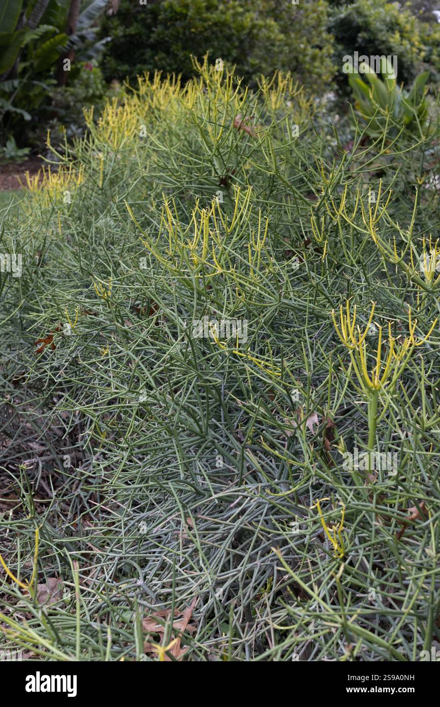 Euphorbia tirucalli - 'sticks of fire' firesticks pencil plant Stock ...