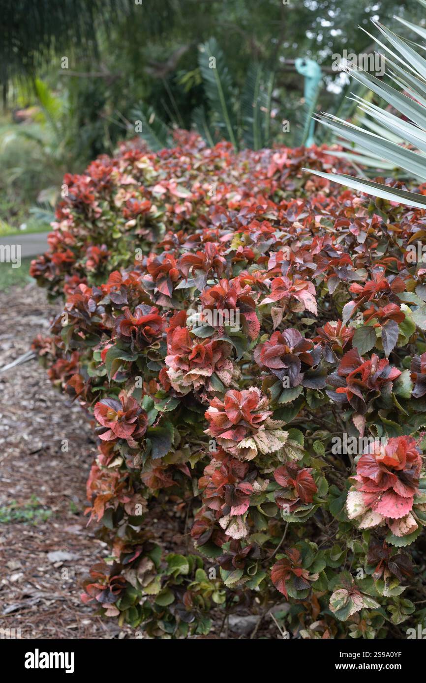 Acalypha wilkesiana rosea - rose copperleaf plant Stock Photo - Alamy