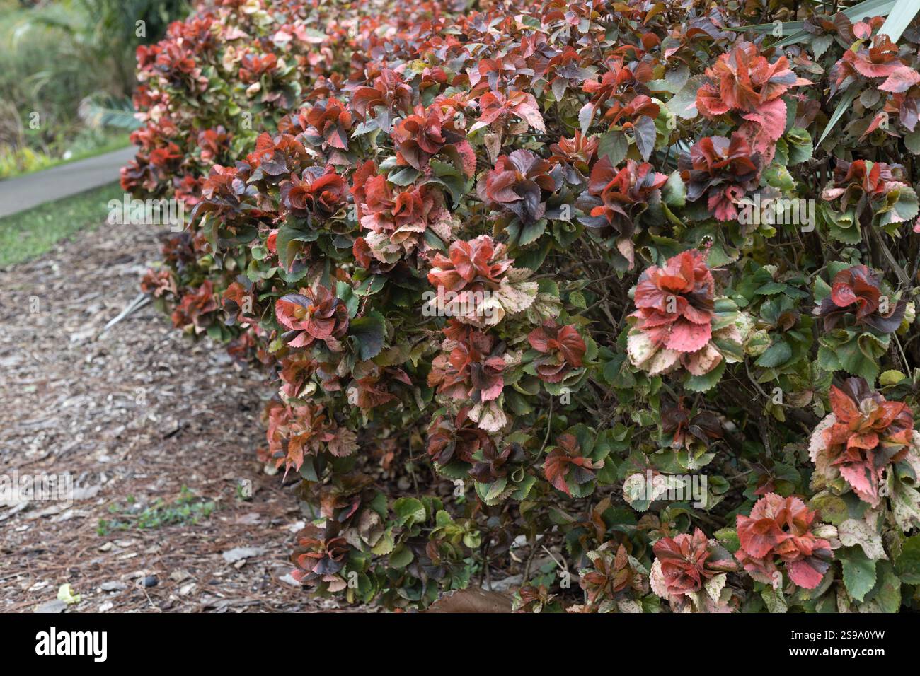 Acalypha wilkesiana rosea - rose copperleaf plant Stock Photo - Alamy