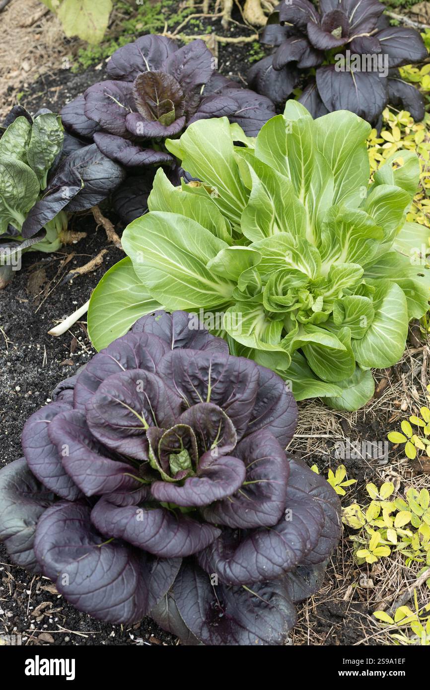 Brassica rapa chinensis - bok choy growing in a garden Stock Photo - Alamy