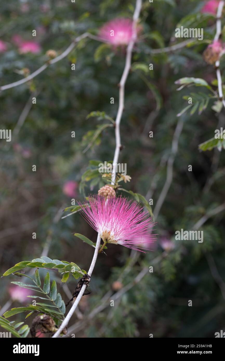 Calliandra surinamensis - pink powderpuff Stock Photo - Alamy