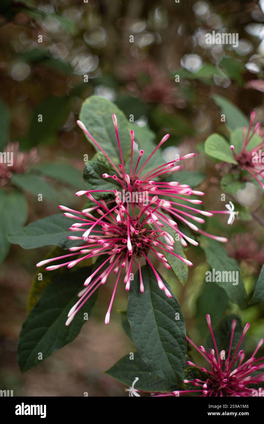Clerodendrum quadriloculare - shooting star plant Stock Photo - Alamy