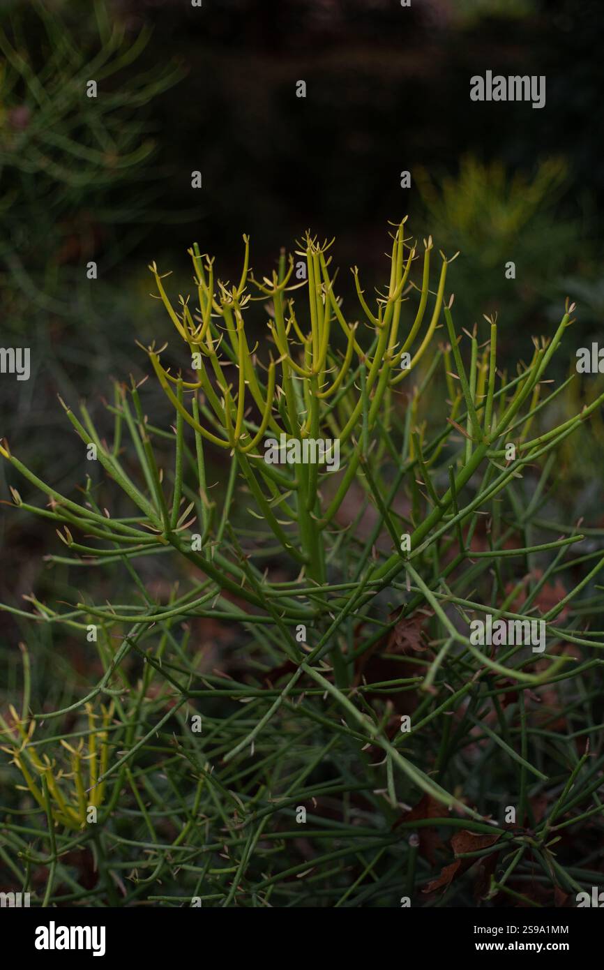 Euphorbia tirucalli - 'sticks of fire' firesticks pencil plant Stock ...