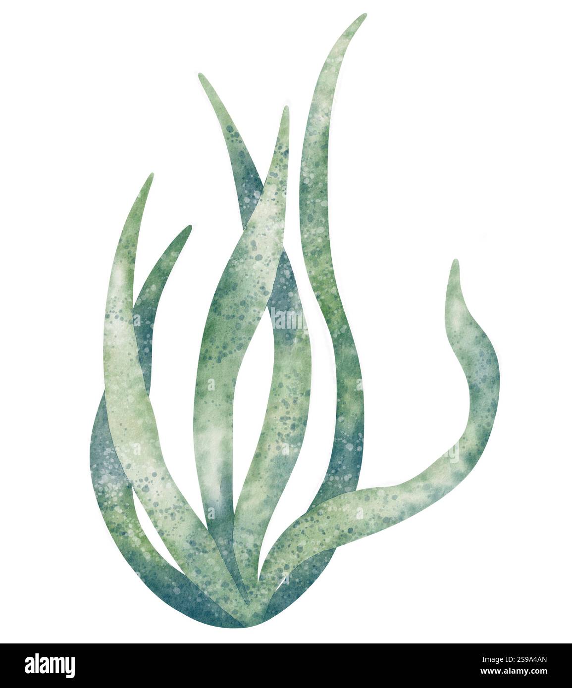 Green watercolor Seaweed illustration in pastel colors for nursery all ...